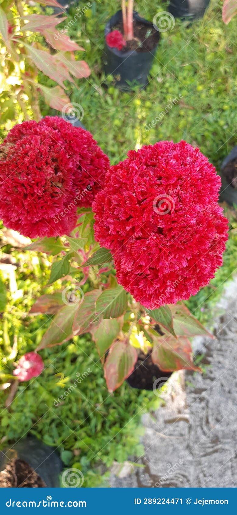 Big Red Rose Flower in Garden Stock Image - Image of rose, garden ...