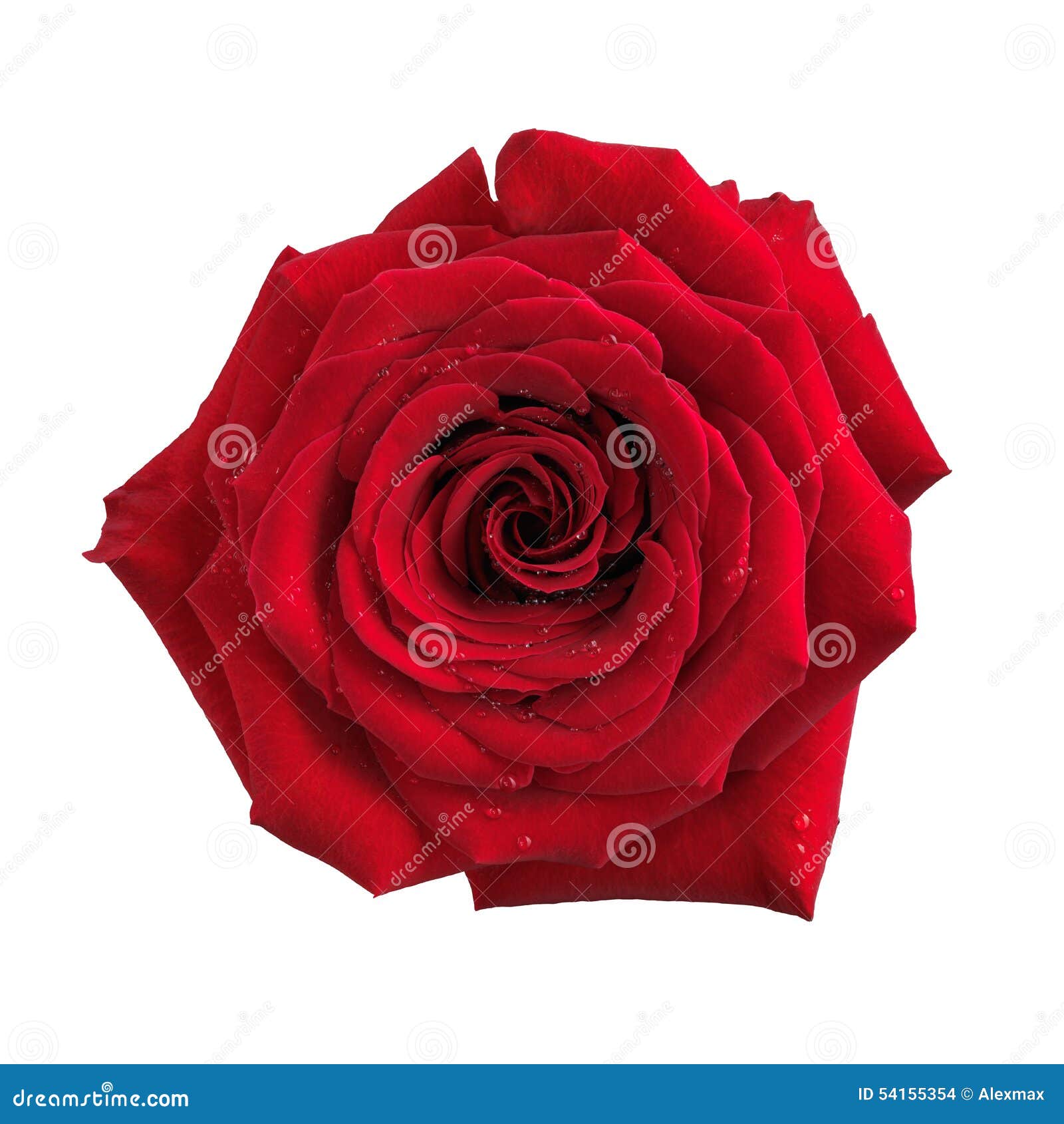 Big Red Rose Flower Isolated Stock Photos - Download 1,791 Royalty Free ...