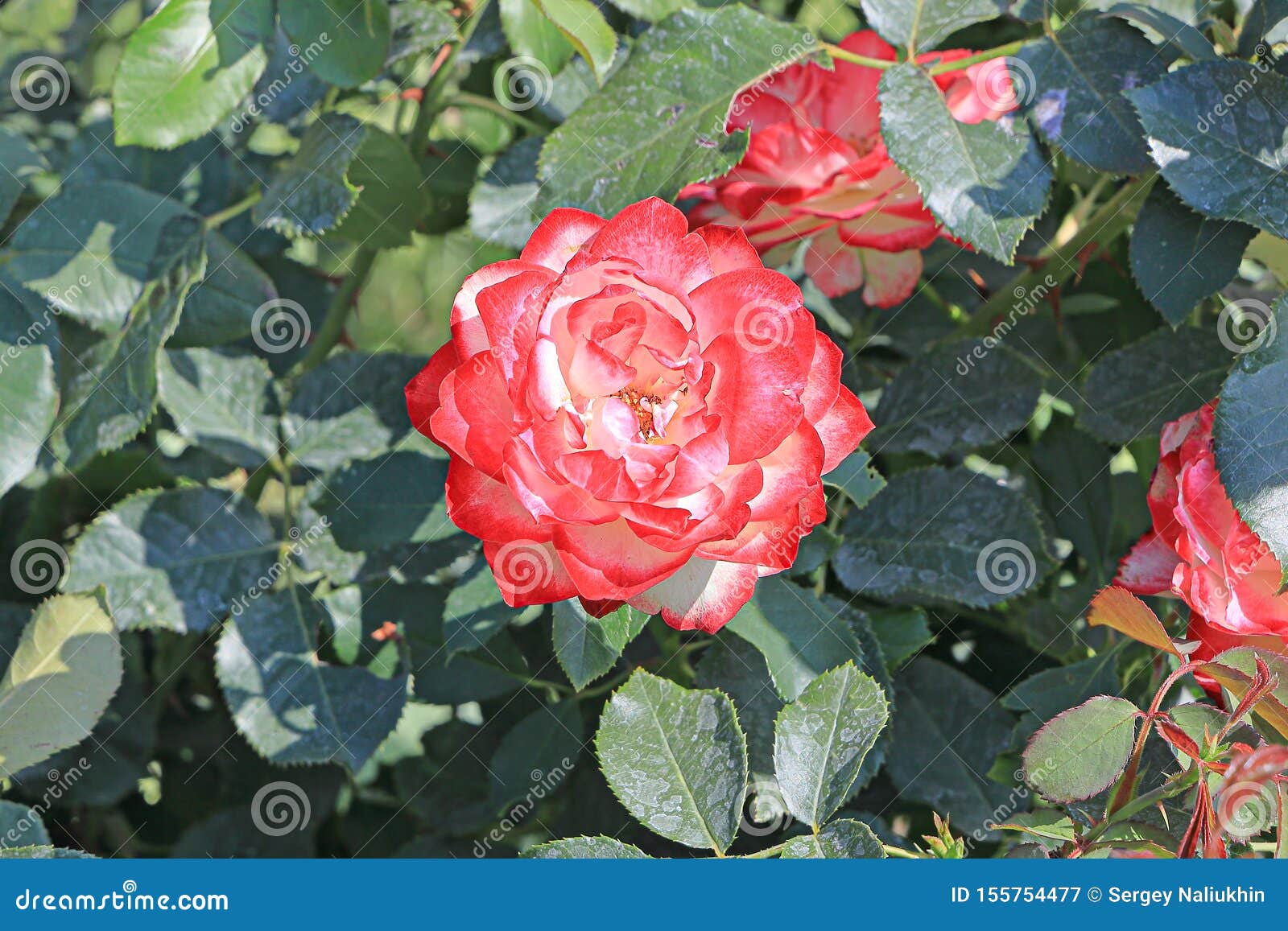Big red rose in the garden stock image. Image of bloom - 155754477
