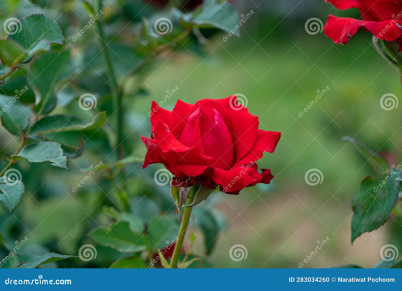Big Red Rose in the Rose Garden Stock Photo - Image of celebration ...