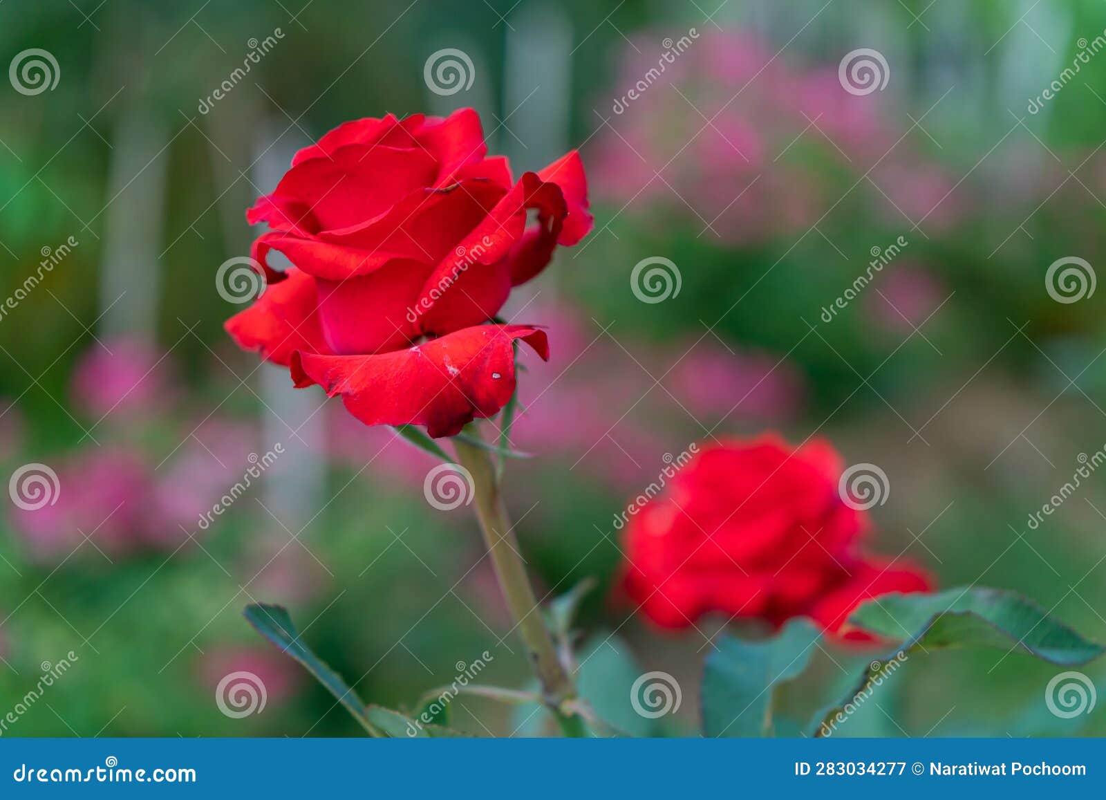 Big Red Rose in the Rose Garden Stock Image - Image of fresh, beautiful ...