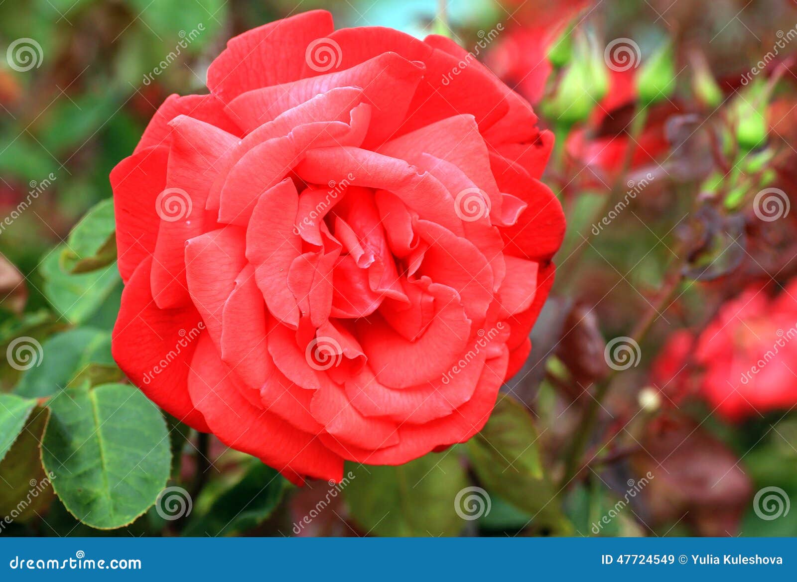 Big red rose stock image. Image of plant, season, color - 47724549