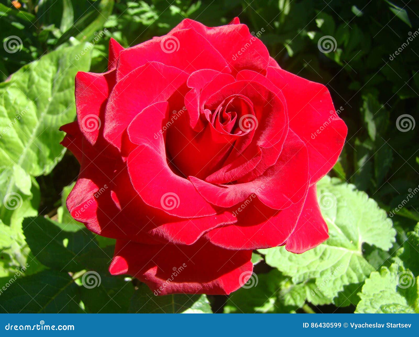 Big red rose stock image. Image of rose, butterfly, nectar - 86430599