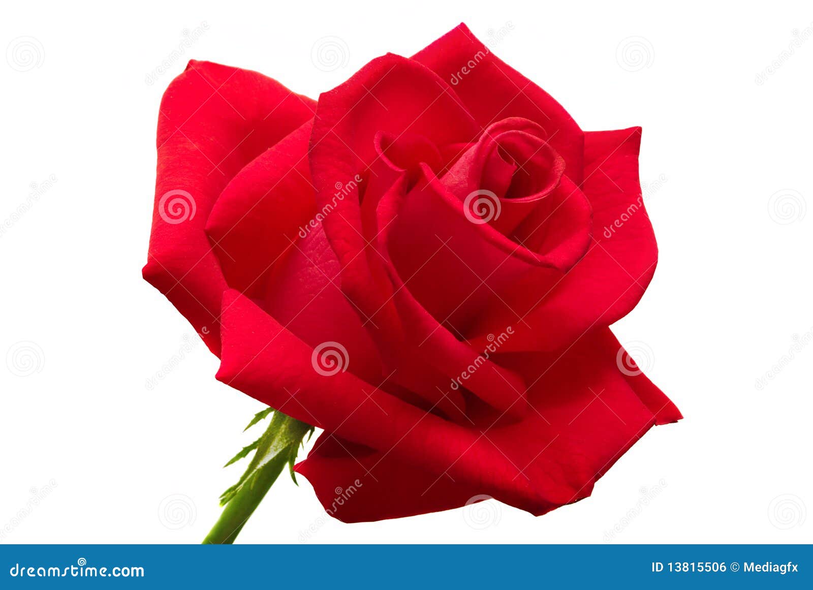 Big red rose isolated stock photo. Image of detail, present - 13815506