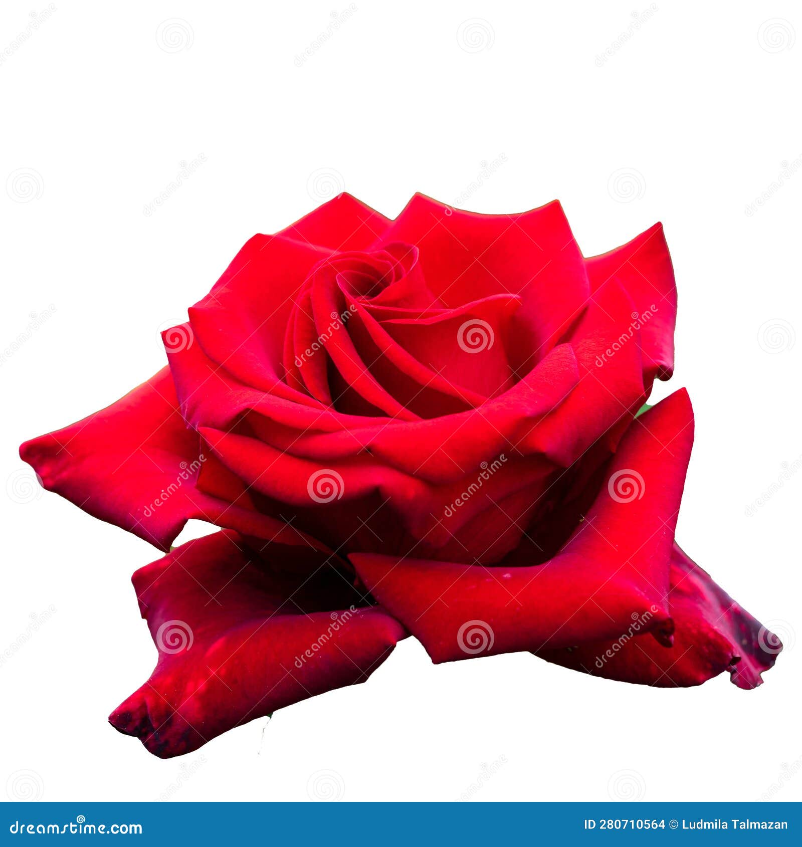 Big Red Rose Isolated on White Stock Photo - Image of romantic, feeling ...