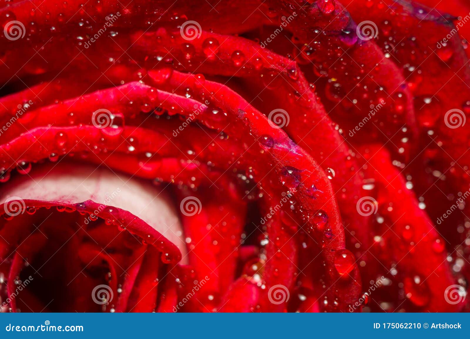 Big red rose macro stock photo. Image of blooming, birthday - 175062210