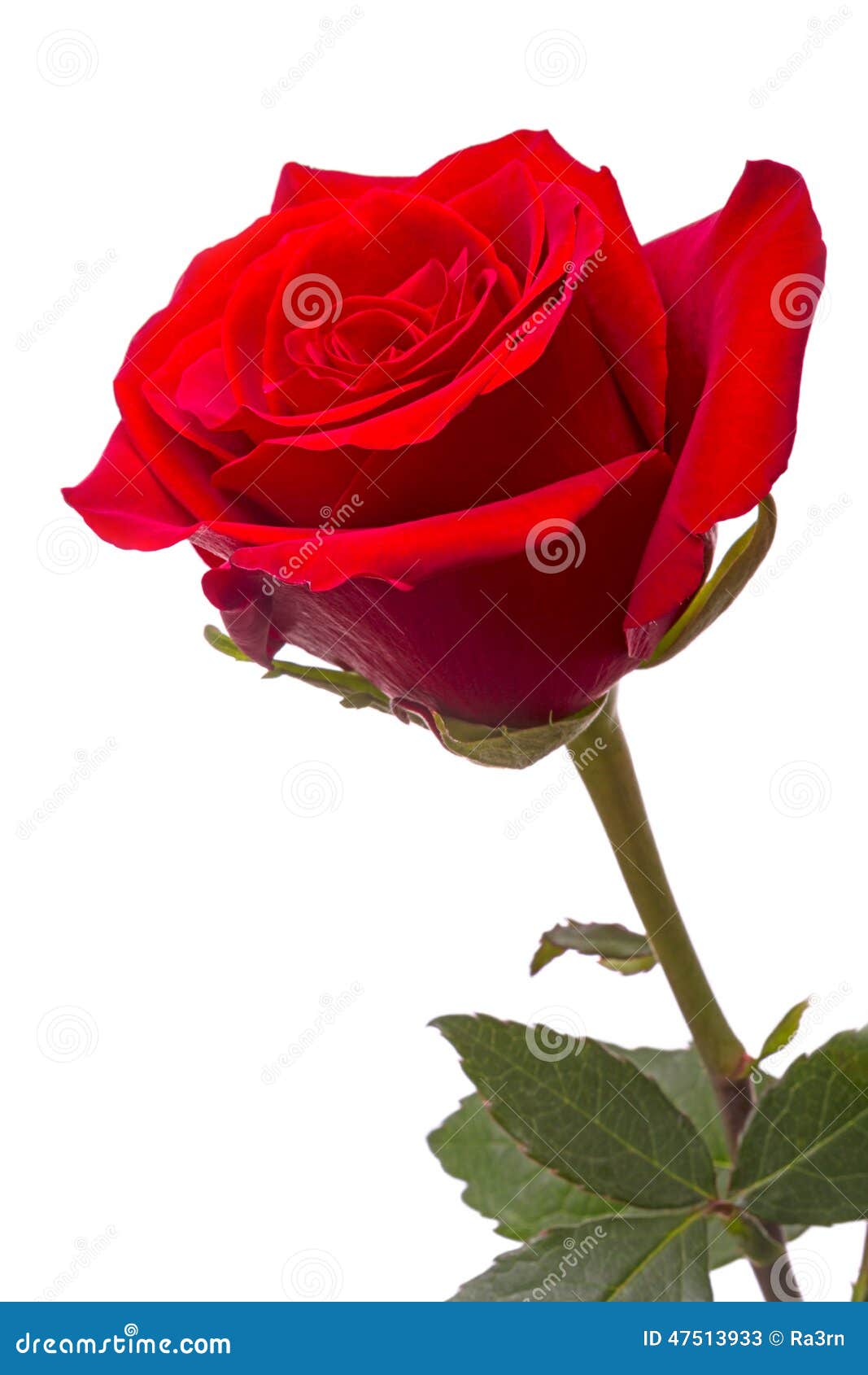 Big red rose stock image. Image of image, closeup, rose - 47513933