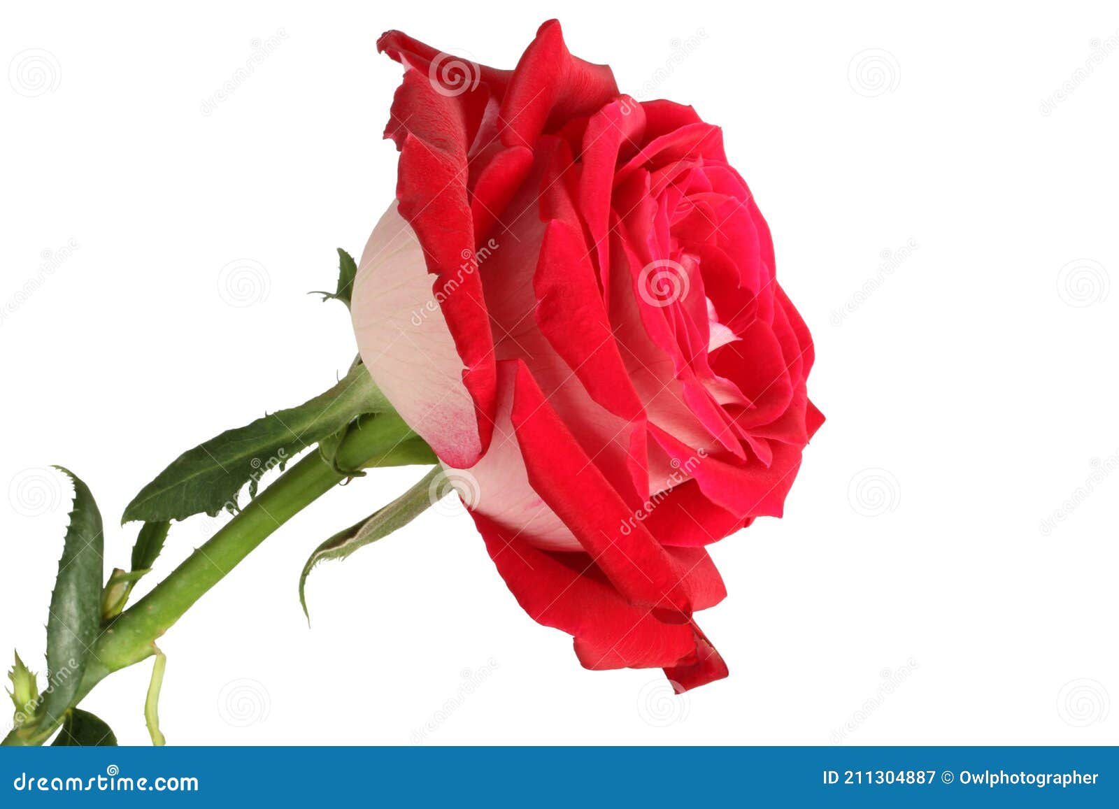 Big Red Rose on White Background. Closeup. Side View Stock Image ...