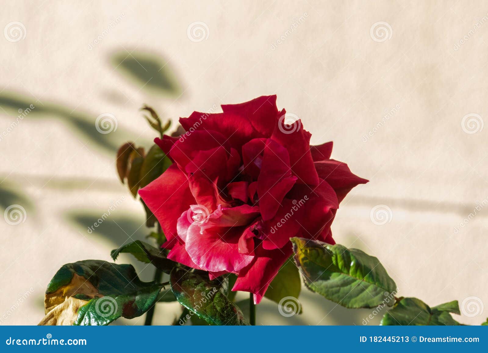A Big Red Rose on the White Background Stock Image - Image of rose ...