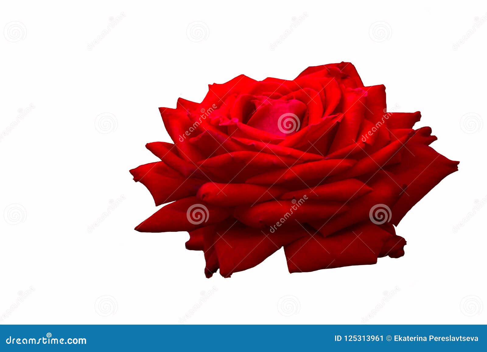 Big Red Rose on White Isolated Background Stock Image - Image of ...