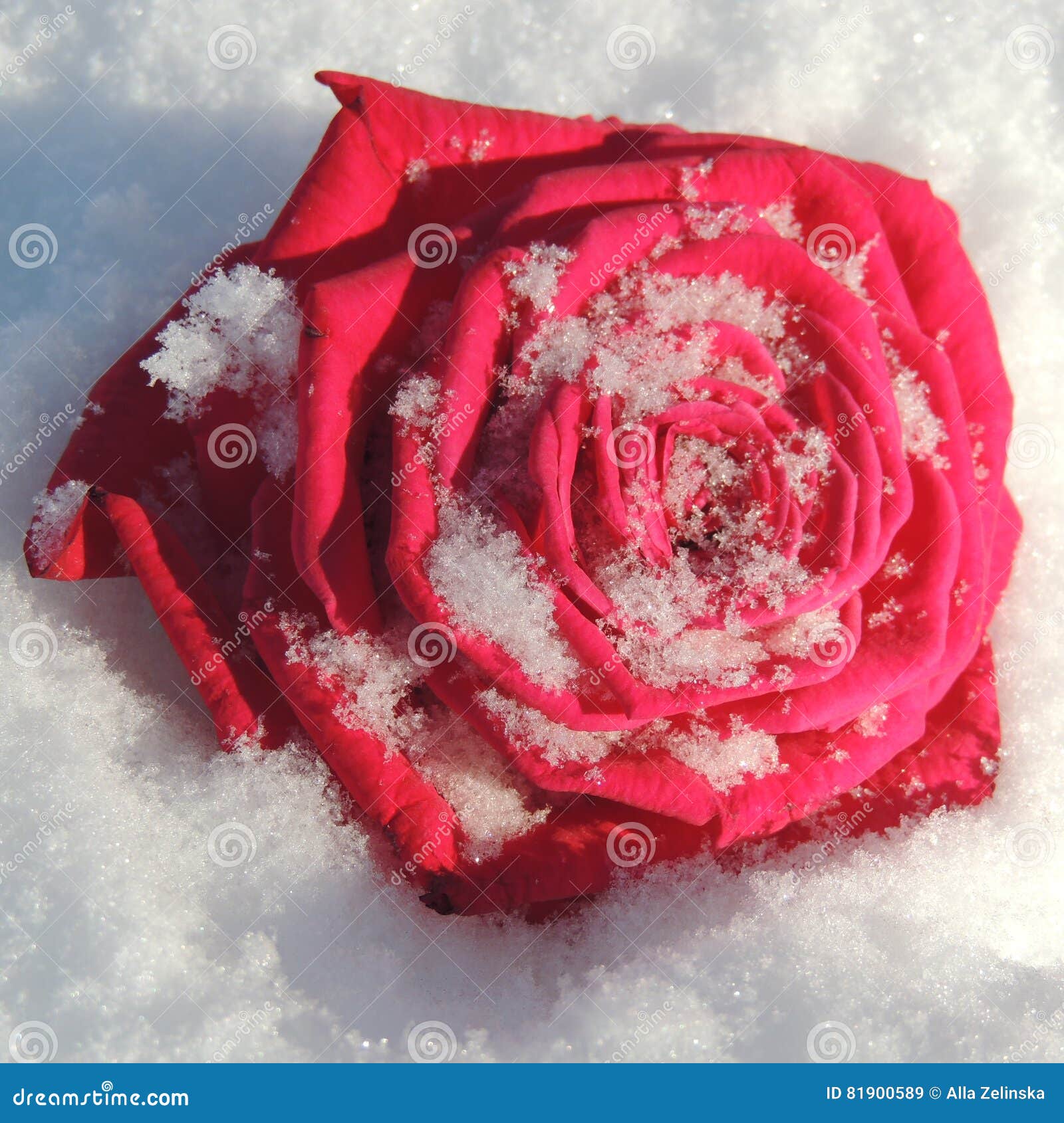 Red Rose White Snow Background Stock Images - Download 2,563 Royalty ...