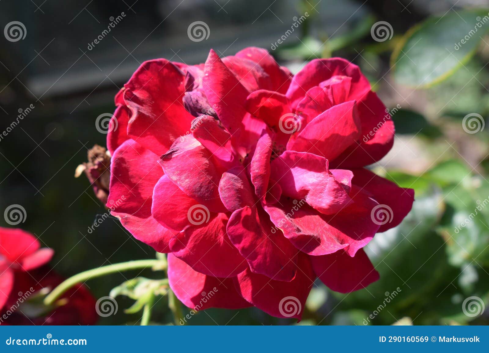 Bright big red rose stock image. Image of rose, rosa - 290160569