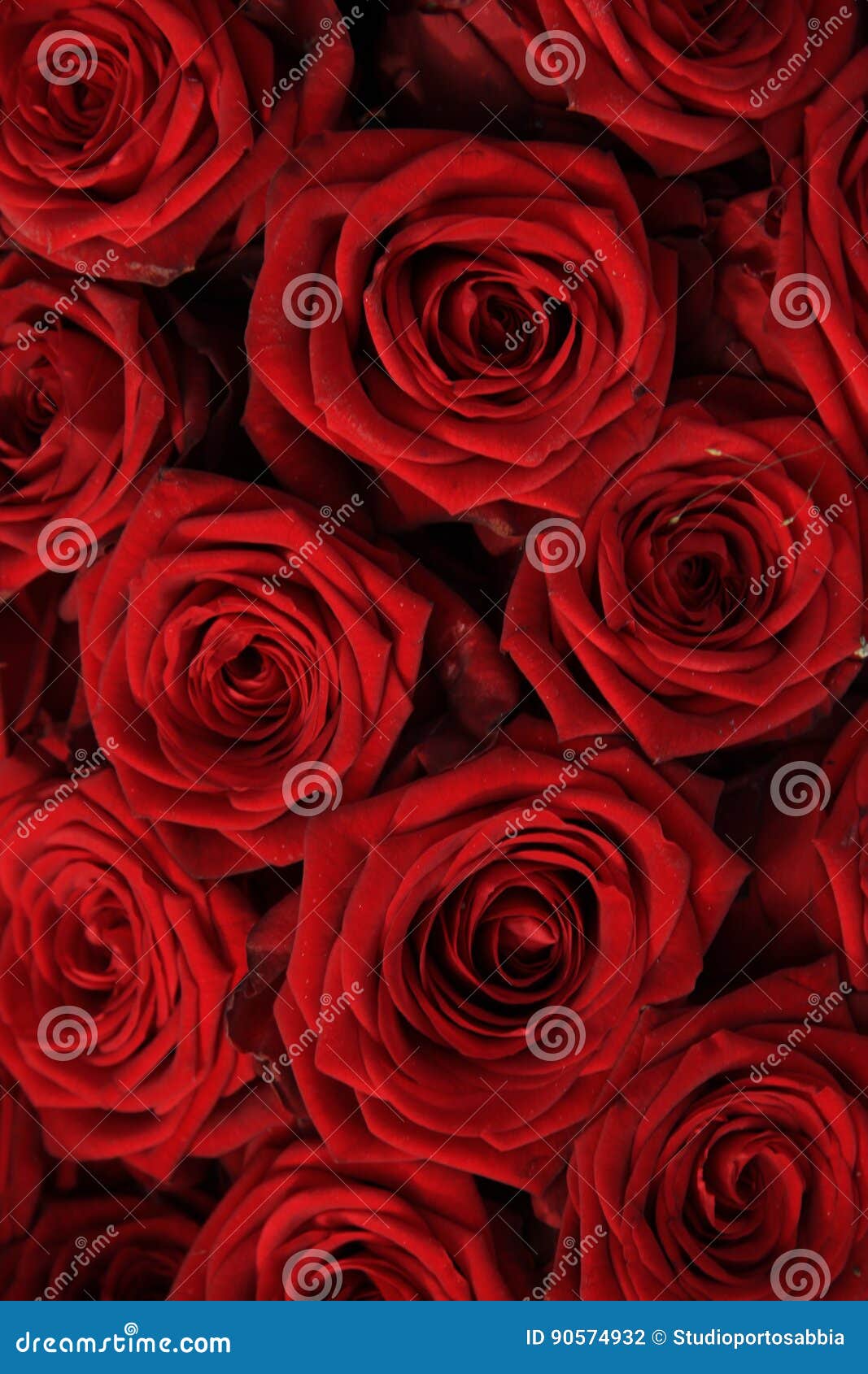 Big red roses stock photo. Image of wedding, flowers - 90574932
