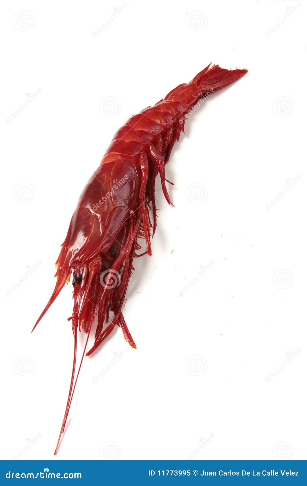 Big red shrimp stock image. Image of prawn, shellfish - 11773995