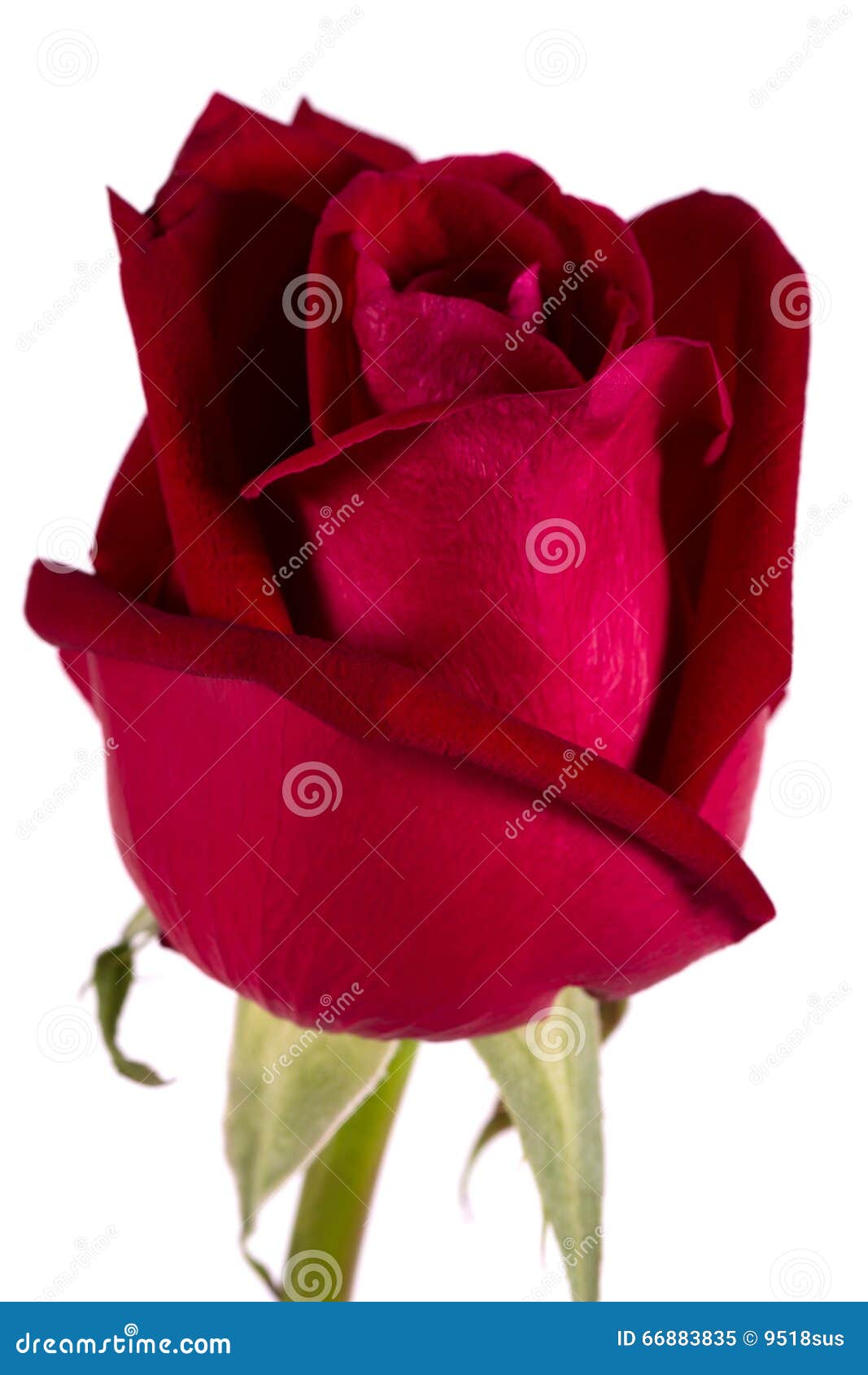 Big Red Silk Rose Isolated on White Stock Image - Image of color ...