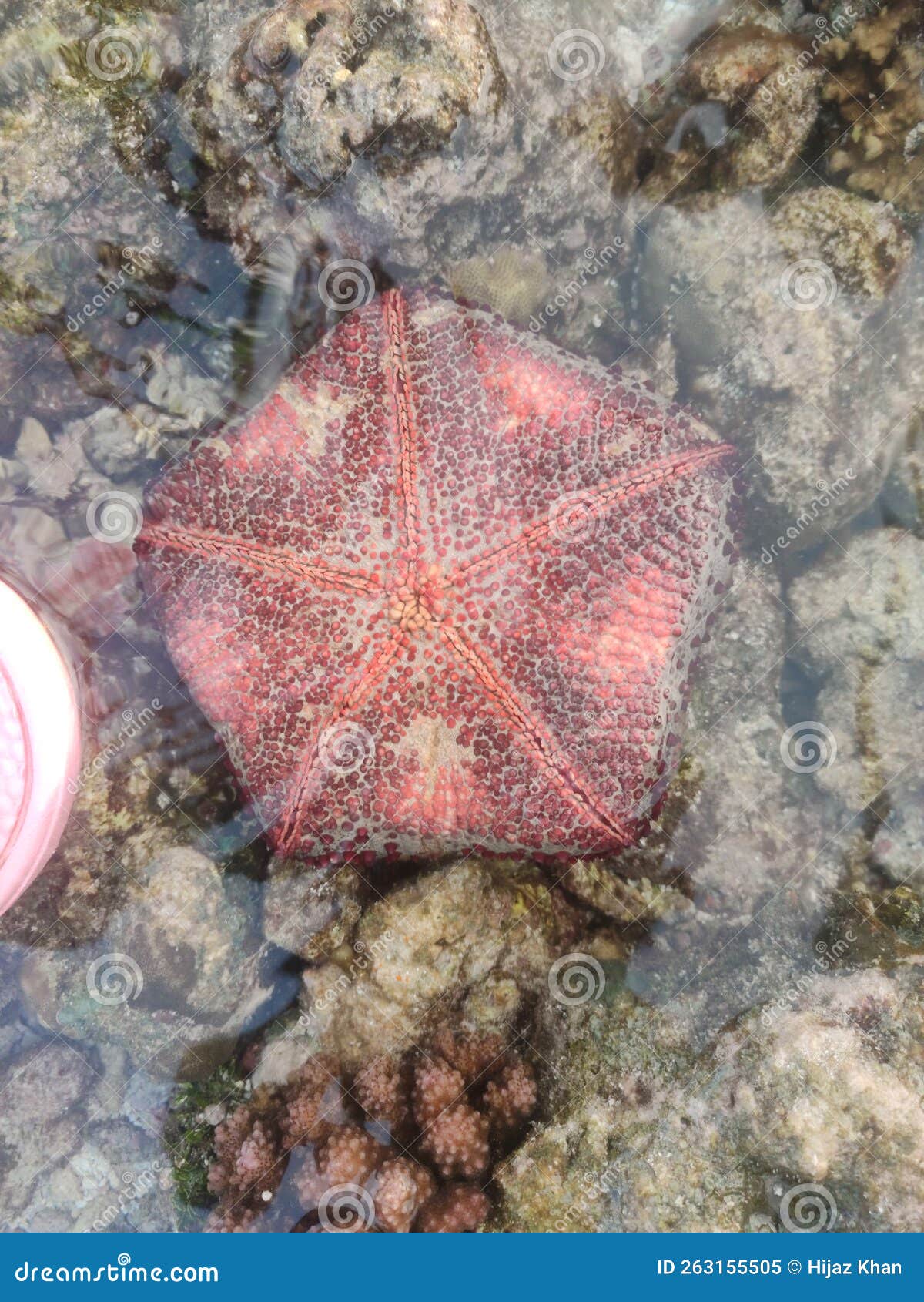 Big red star fish stock image. Image of fish, star, starfish - 263155505