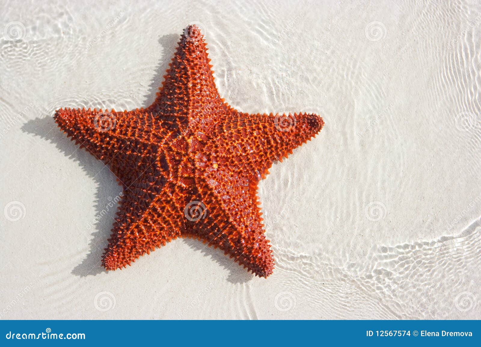 Big red starfish stock photo. Image of shape, waves, animal - 12567574