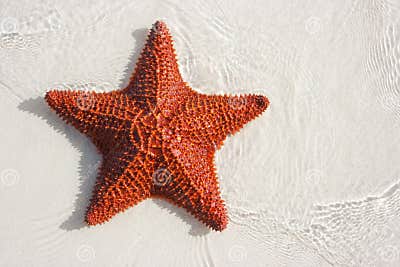 Big red starfish stock photo. Image of shape, waves, animal - 12567574