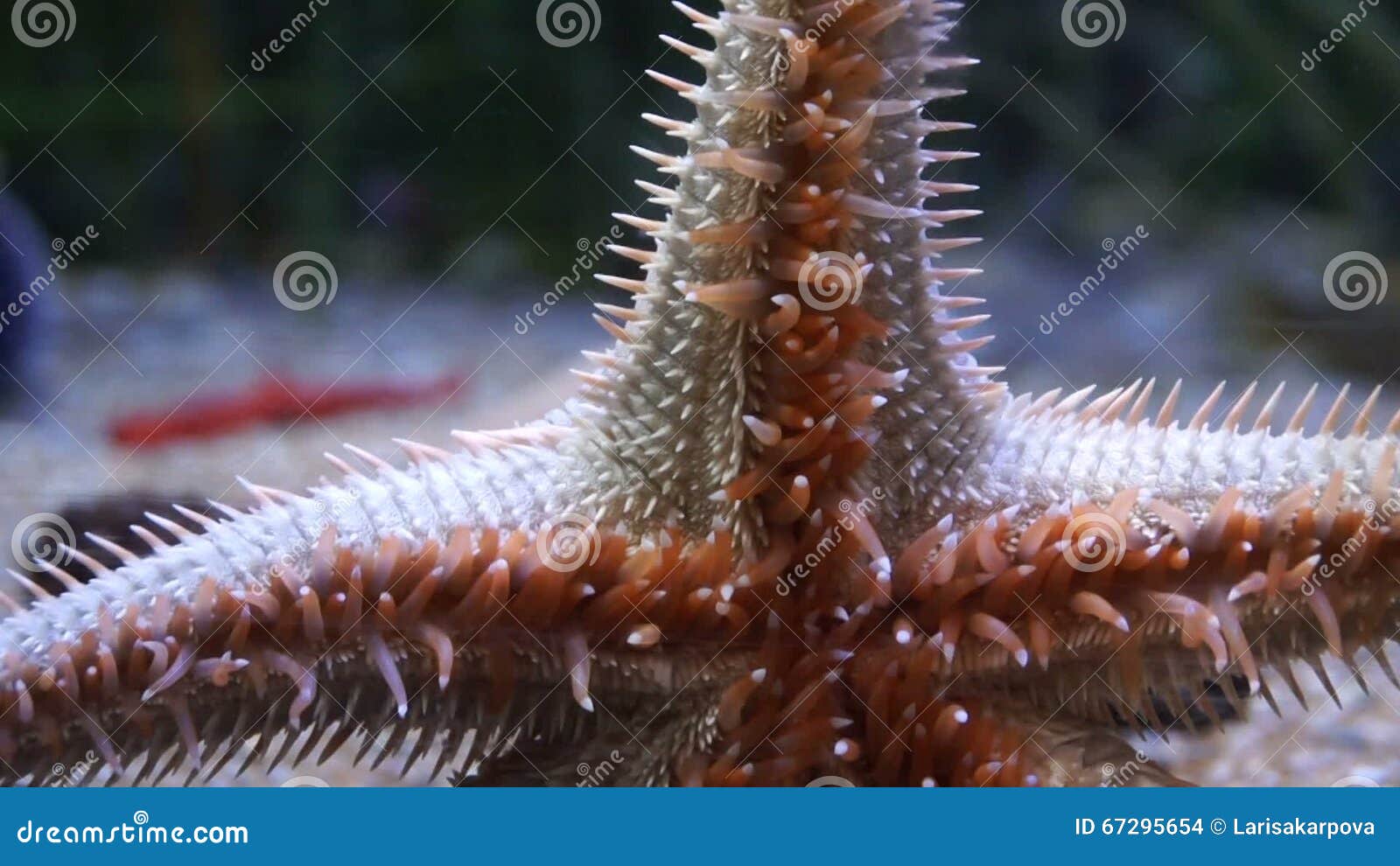 Big Red Starfish Crawling on the Glass Wall Aquarium Stock Footage ...