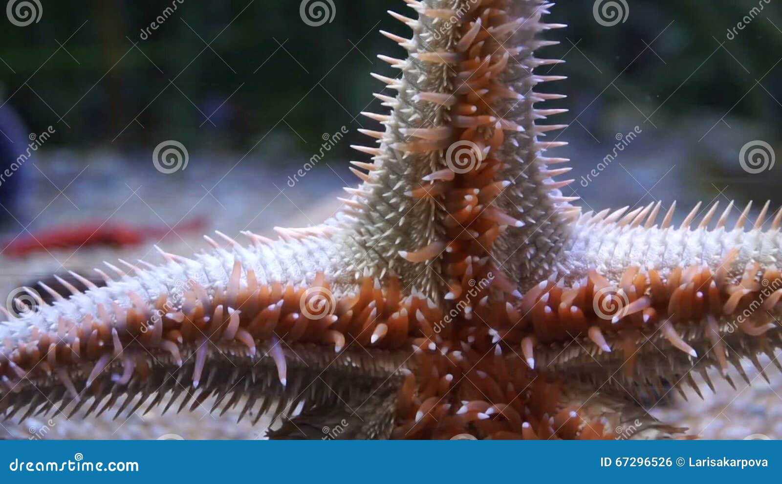 Big Red Starfish Crawling on the Glass Wall Aquarium Stock Footage ...