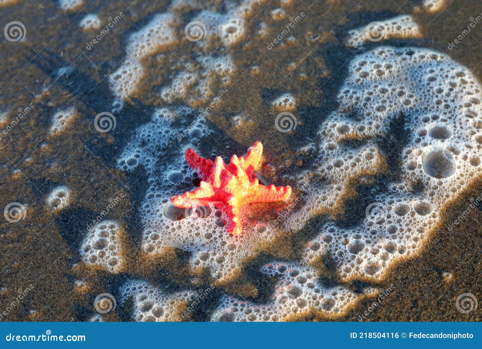Big Red Starfish Dragged Ashore by the Waves of the Sea Stock Photo ...
