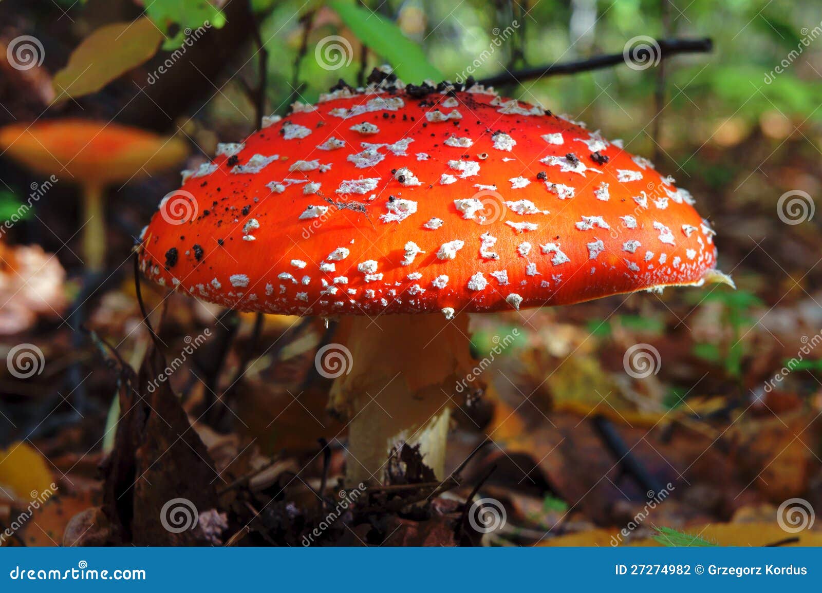 Big, red toadstool stock photo. Image of flora, forest - 27274982