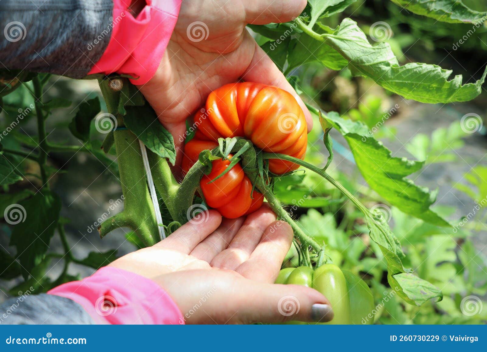 Big Red Tomato in Farmer Hands Stock Image - Image of farmer ...