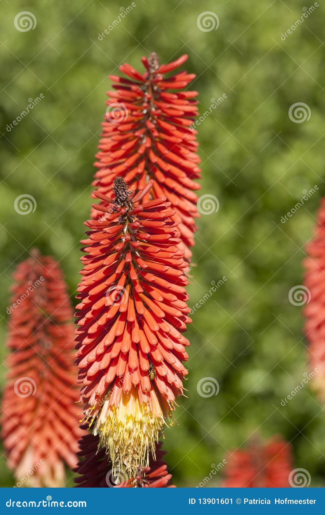 Big red torchlike flowers stock image. Image of summer - 13901601