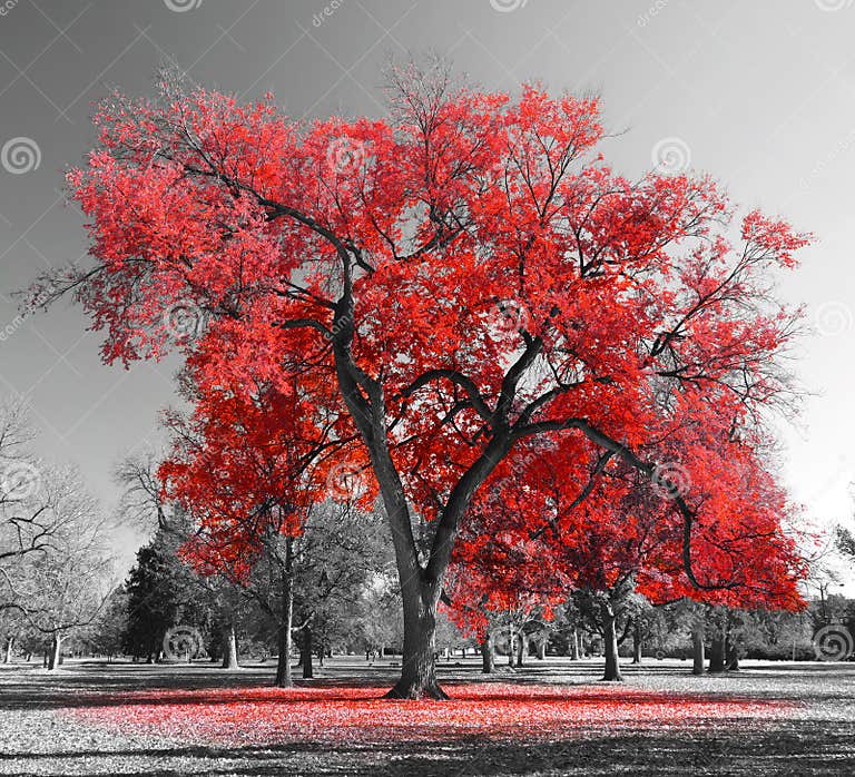 Big Red Tree stock photo. Image of denver, grass, dream - 50763906