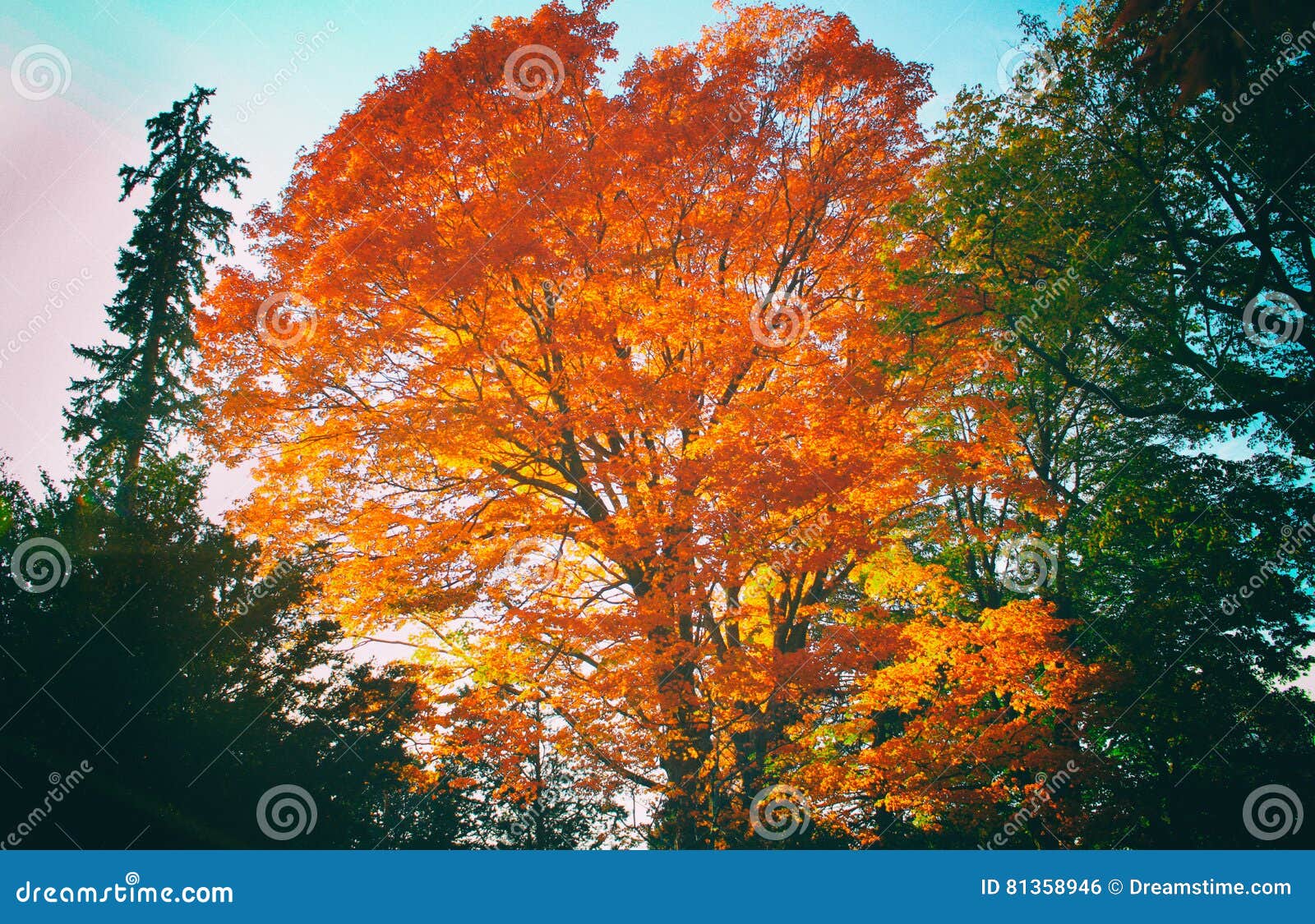 Big red tree stock photo. Image of trees, leaves, tree - 81358946