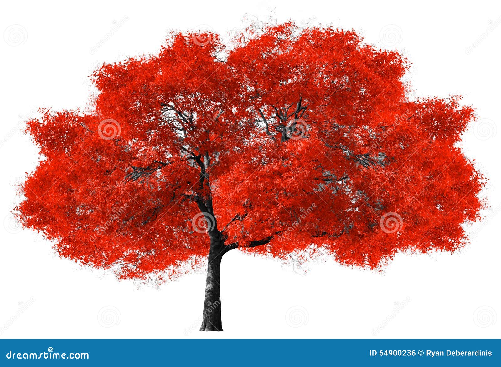 Big Red Tree on White Background Stock Photo - Image of lonely, branch ...