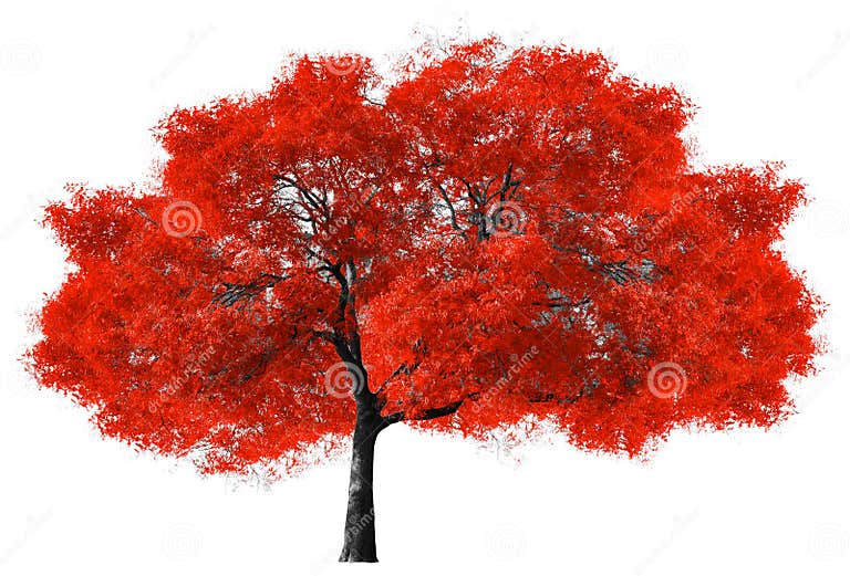 Big Red Tree on White Background Stock Photo - Image of lonely, branch ...