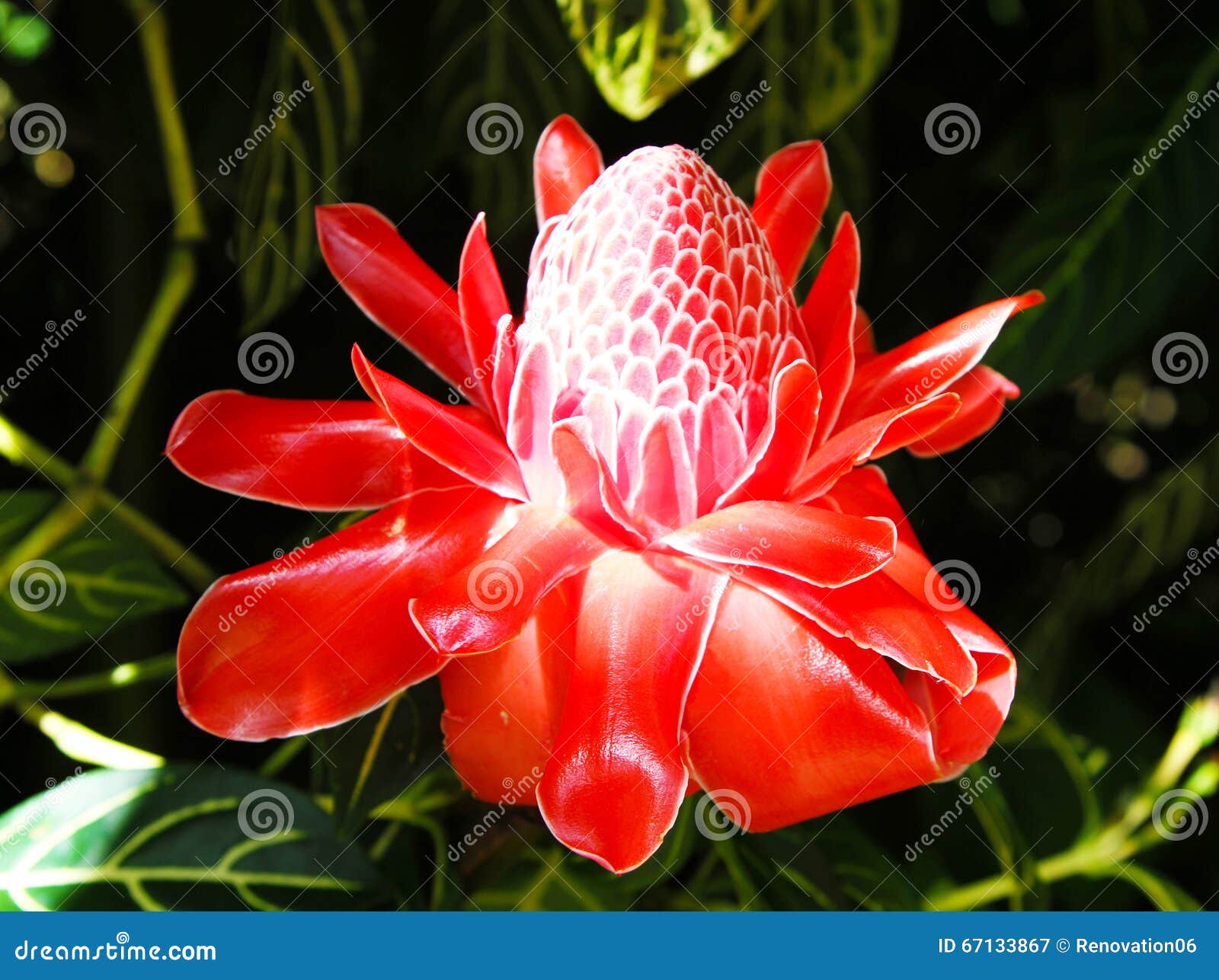 Big red tropical flower stock image. Image of beautiful - 67133867