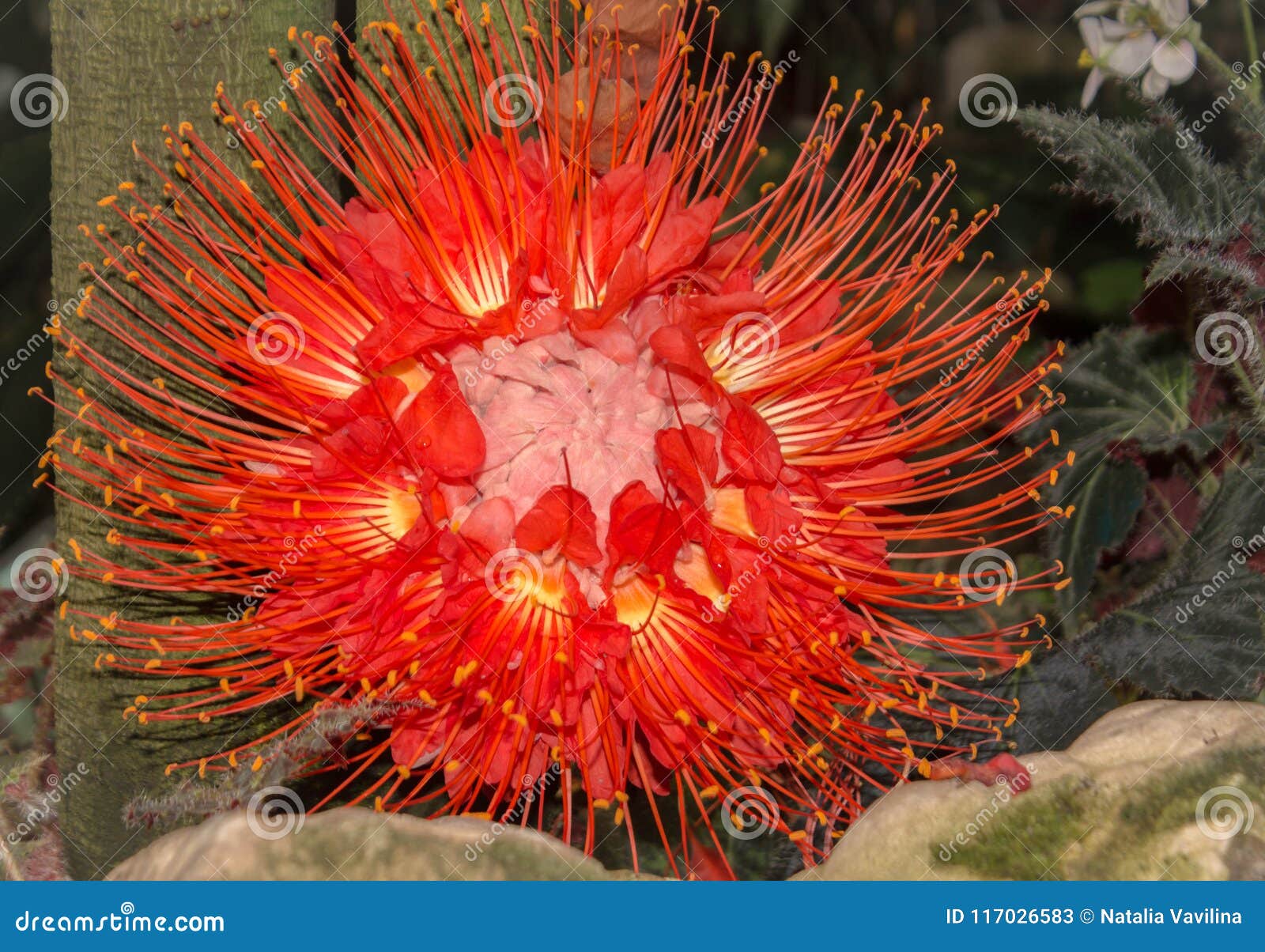Big Red Tropical Flower on the Tree Stock Image - Image of market, ripe ...