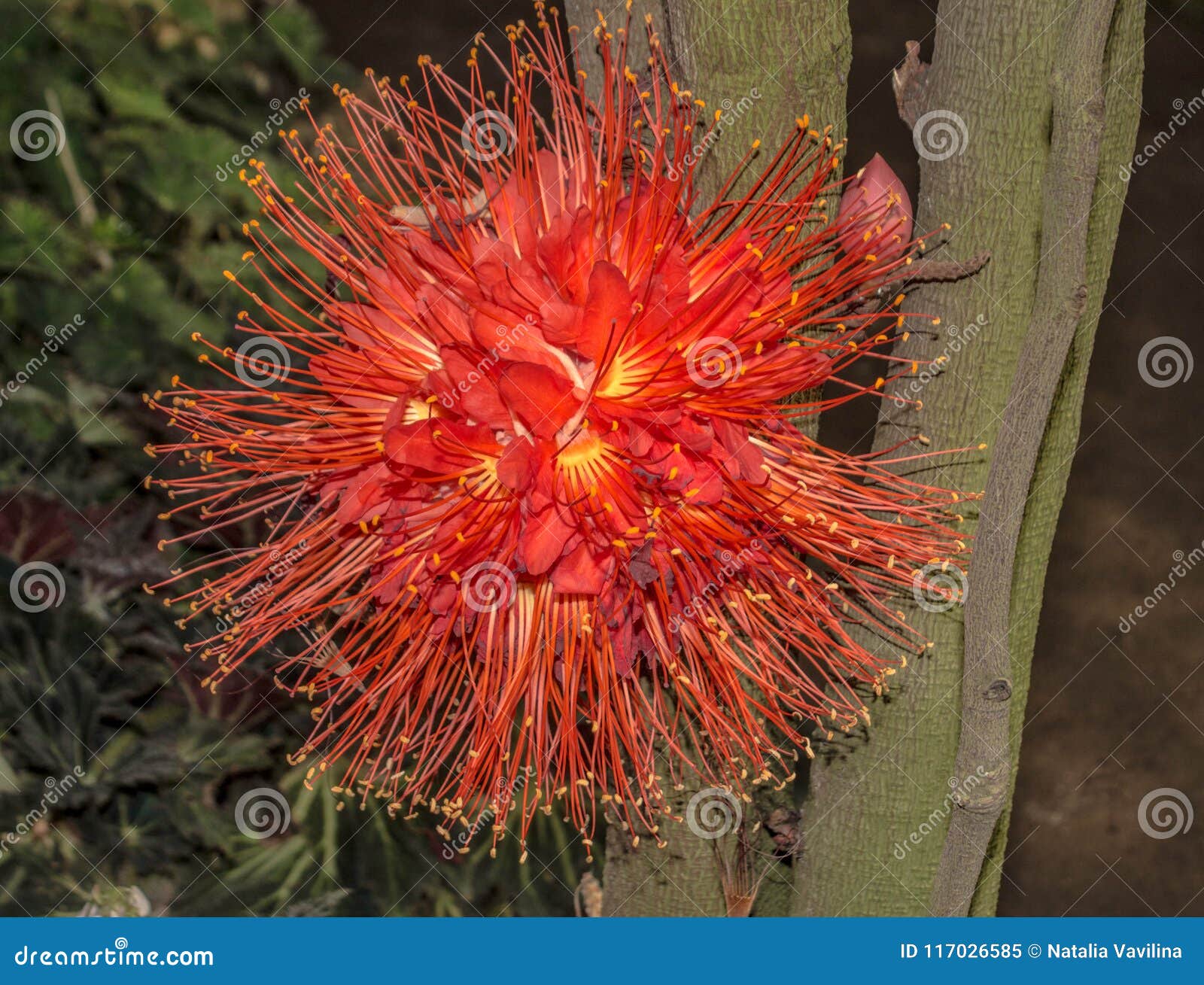 Big Red Tropical Flower on the Tree Stock Image - Image of fresh, tree ...