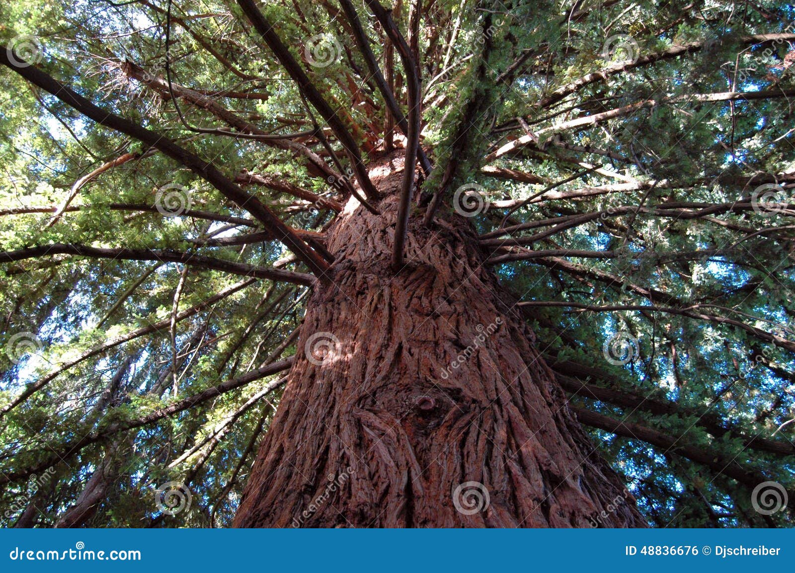 Big Redwood Tree stock photo. Image of tall, america - 48836676