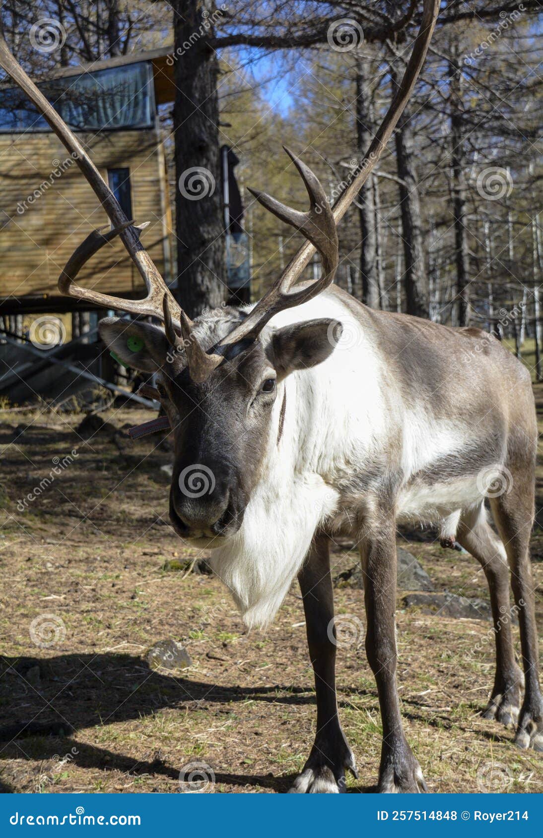 Big Reindeer stock photo. Image of buck, horn, reindeerarxan - 257514848