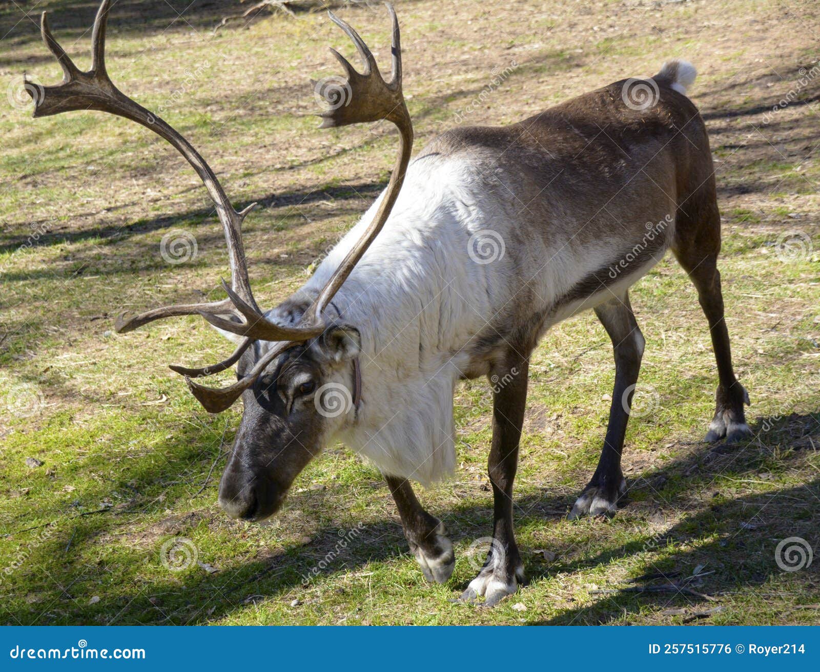 Big Reindeer stock photo. Image of ears, dear, reindeerarxan - 257515776