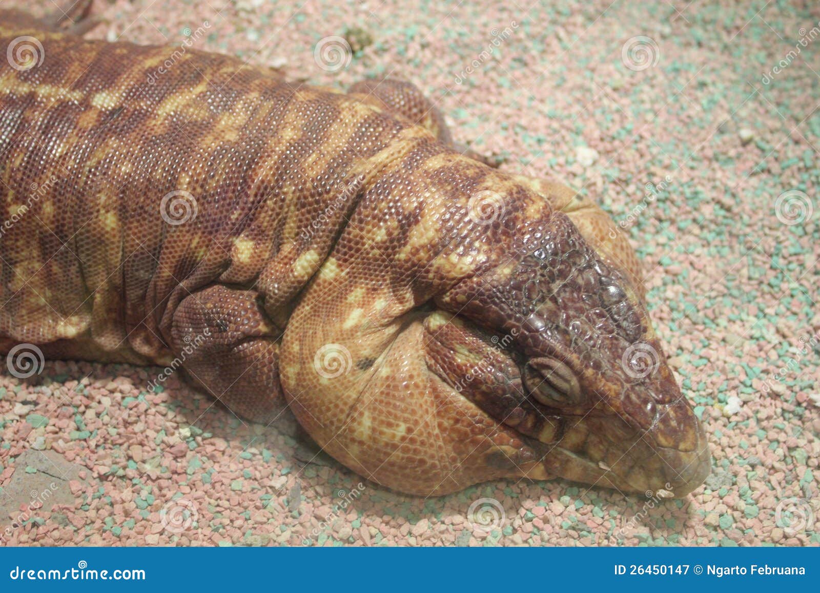 Big Reptile stock image. Image of close, animal, brown - 26450147