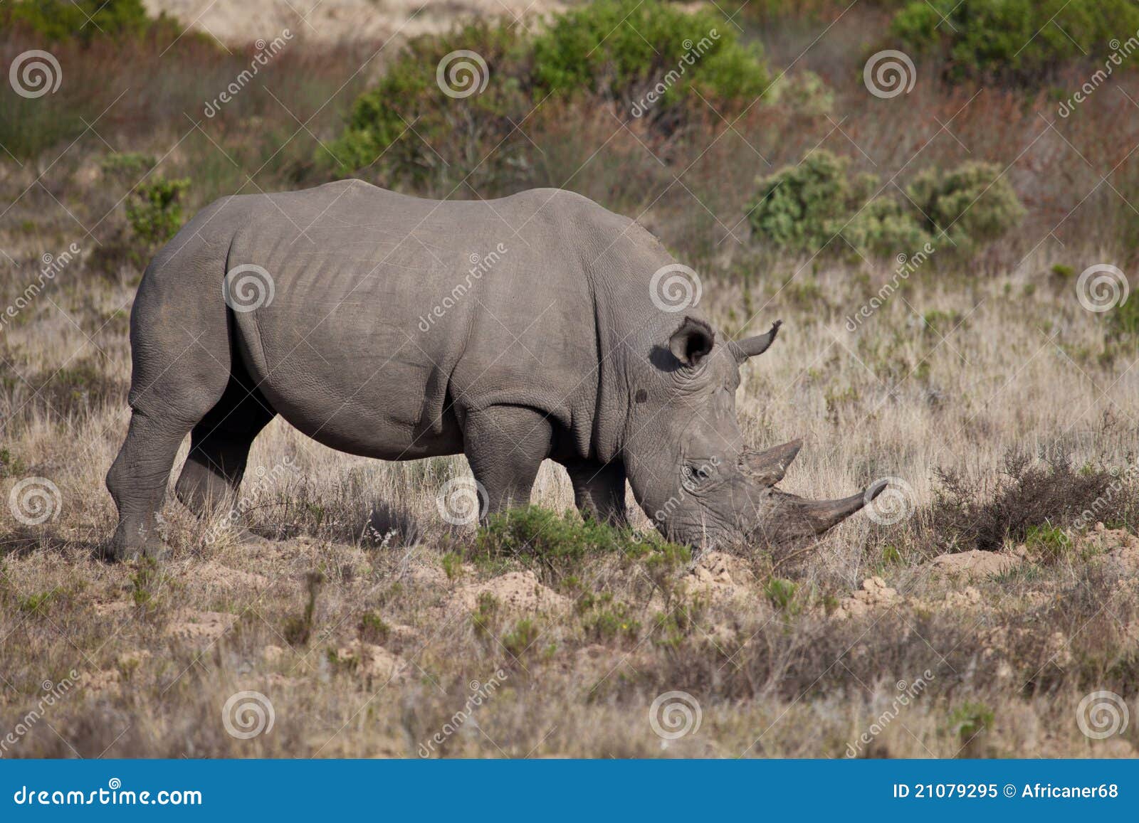 Big rhino stock image. Image of safari, rhino, african - 21079295