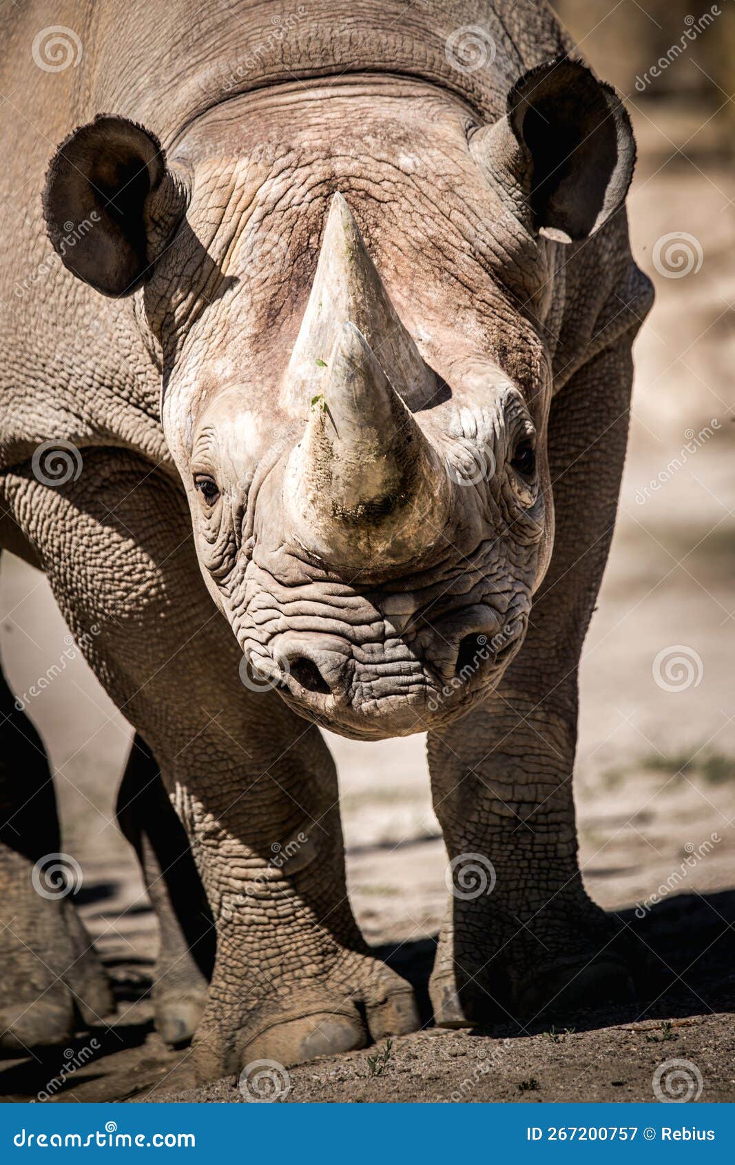 Big rhino stock image. Image of grass, portrait, endangered - 267200757