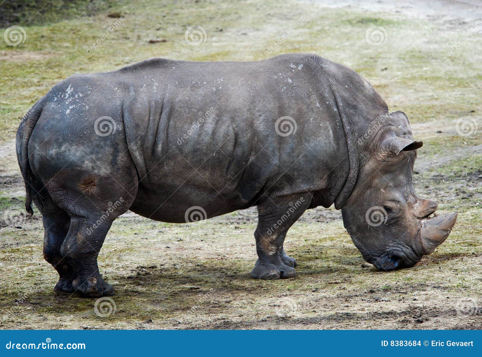 Big rhino stock photo. Image of natural, grass, ecology - 8383684