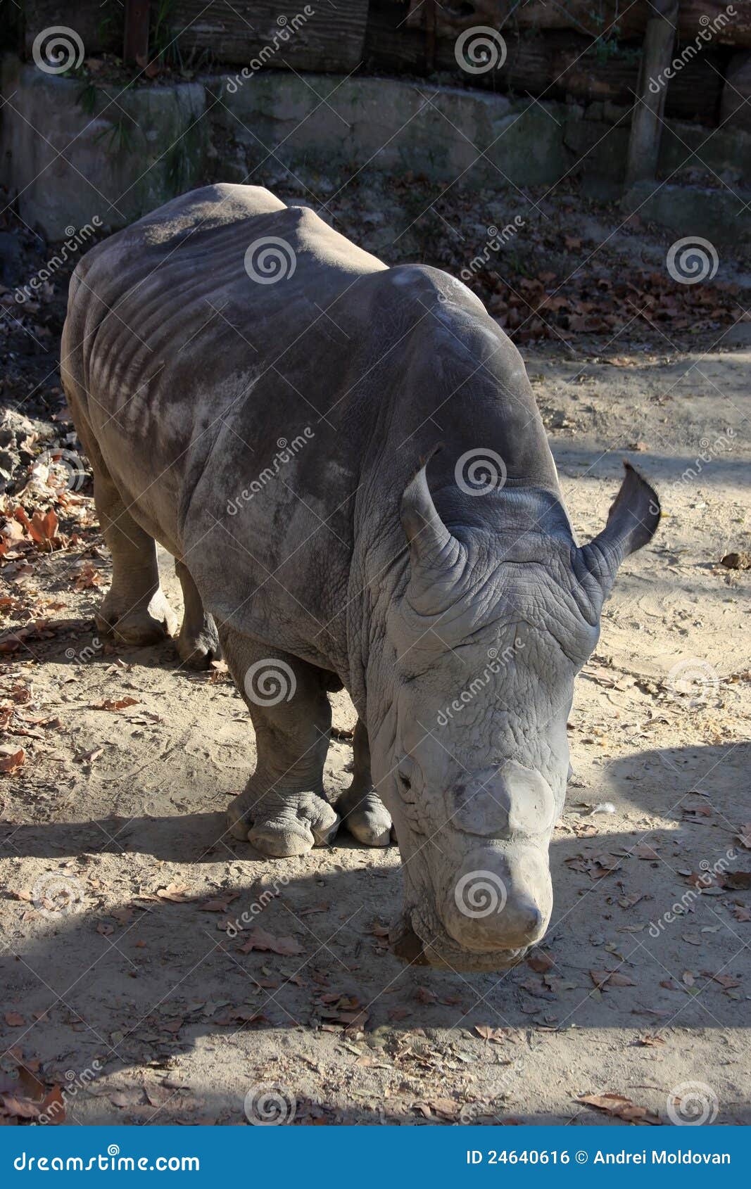 Big Rhino Standing Out in the Sun Stock Photo - Image of clean, trees ...
