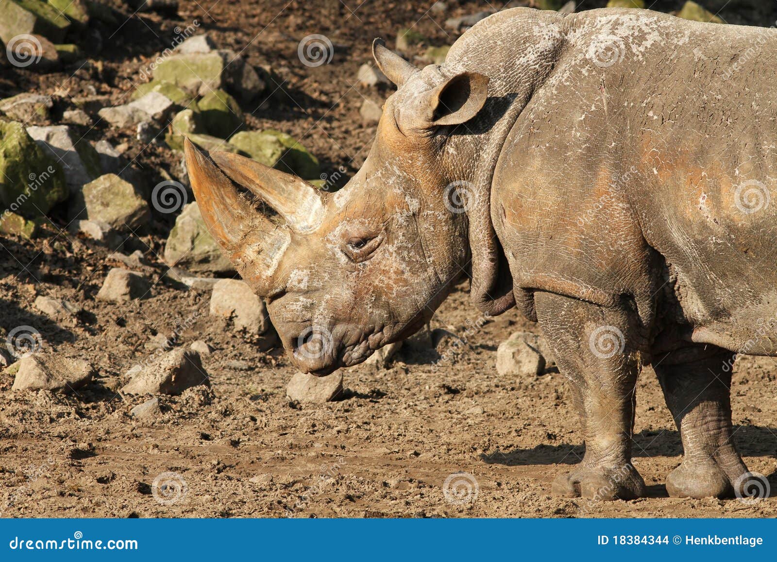 Big Rhino Standing on the Plain Stock Photo - Image of horn, rhino ...