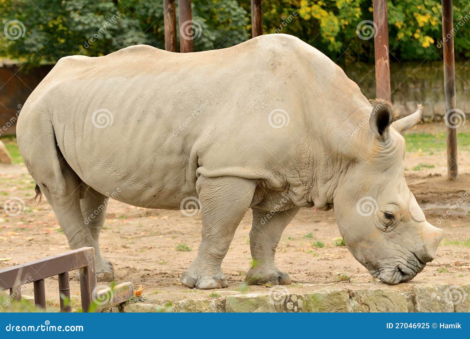 Big Rhinoceros stock image. Image of head, mammal, herbivore - 27046925