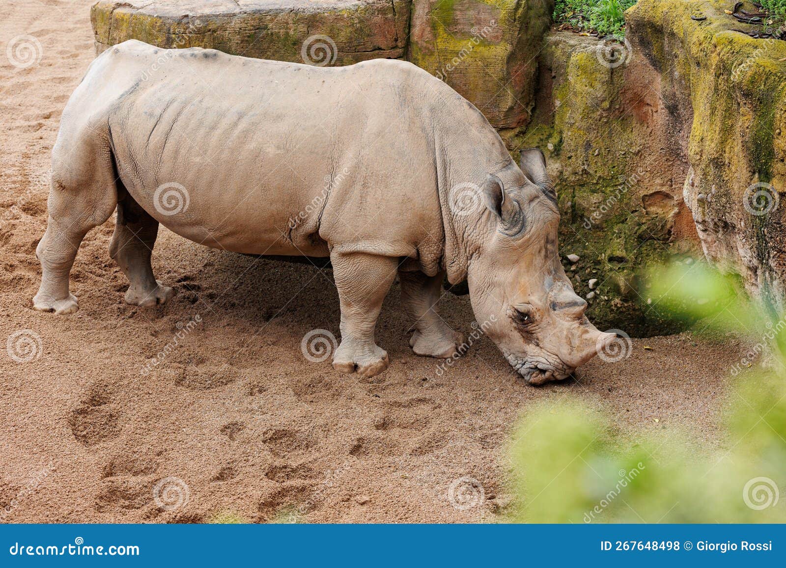 Big Rhinoceros in Its Natural Environment, Animal Theme Stock Photo ...