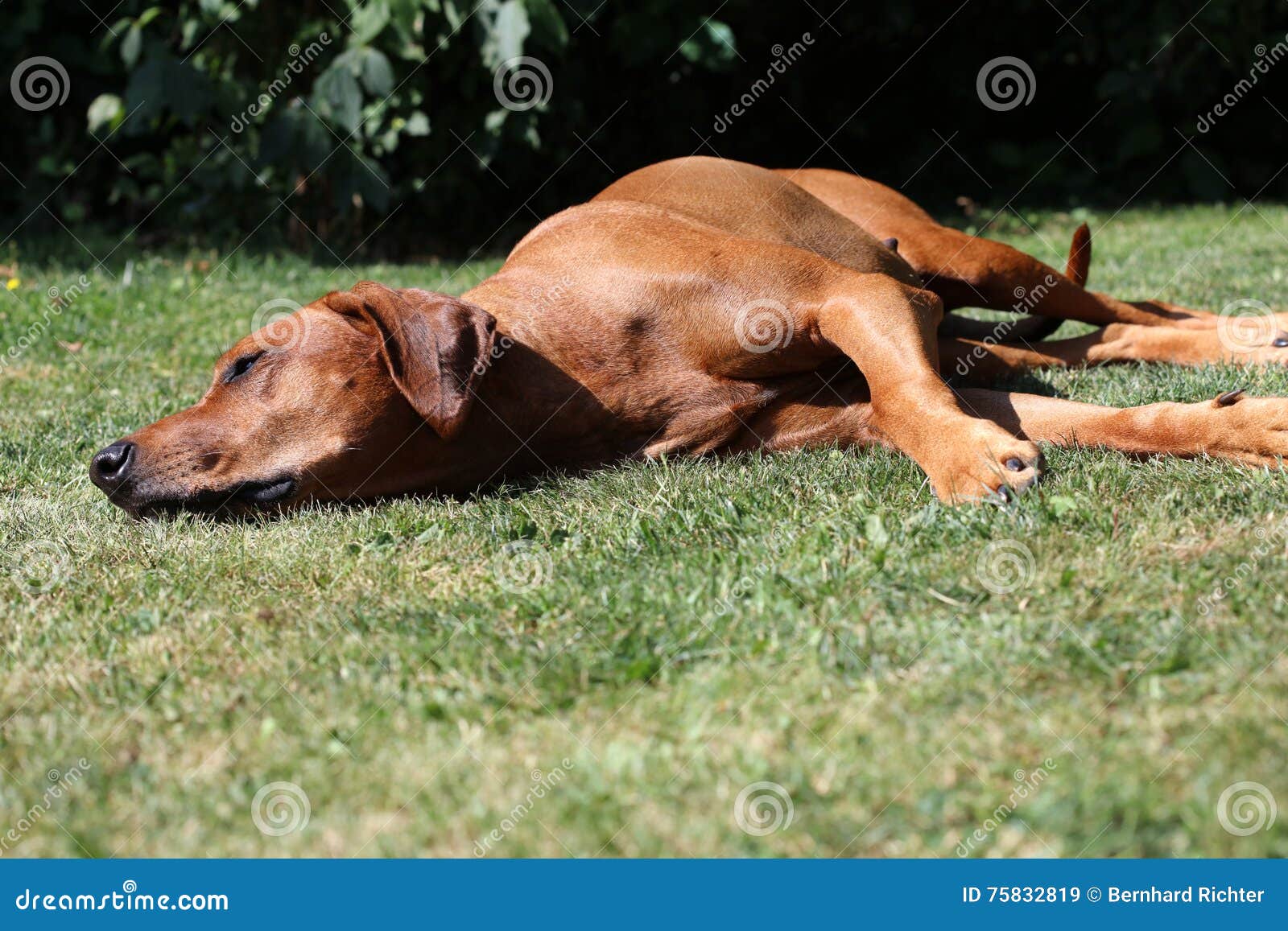 Big Rhodesian Ridgeback stock image. Image of pets, puppy - 75832819