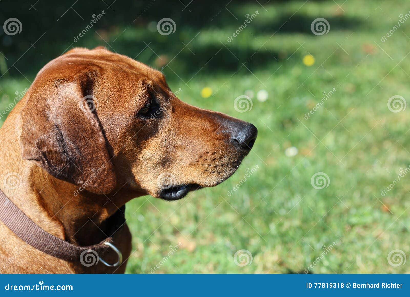 Big Rhodesian Ridgeback stock photo. Image of elegance - 77819318