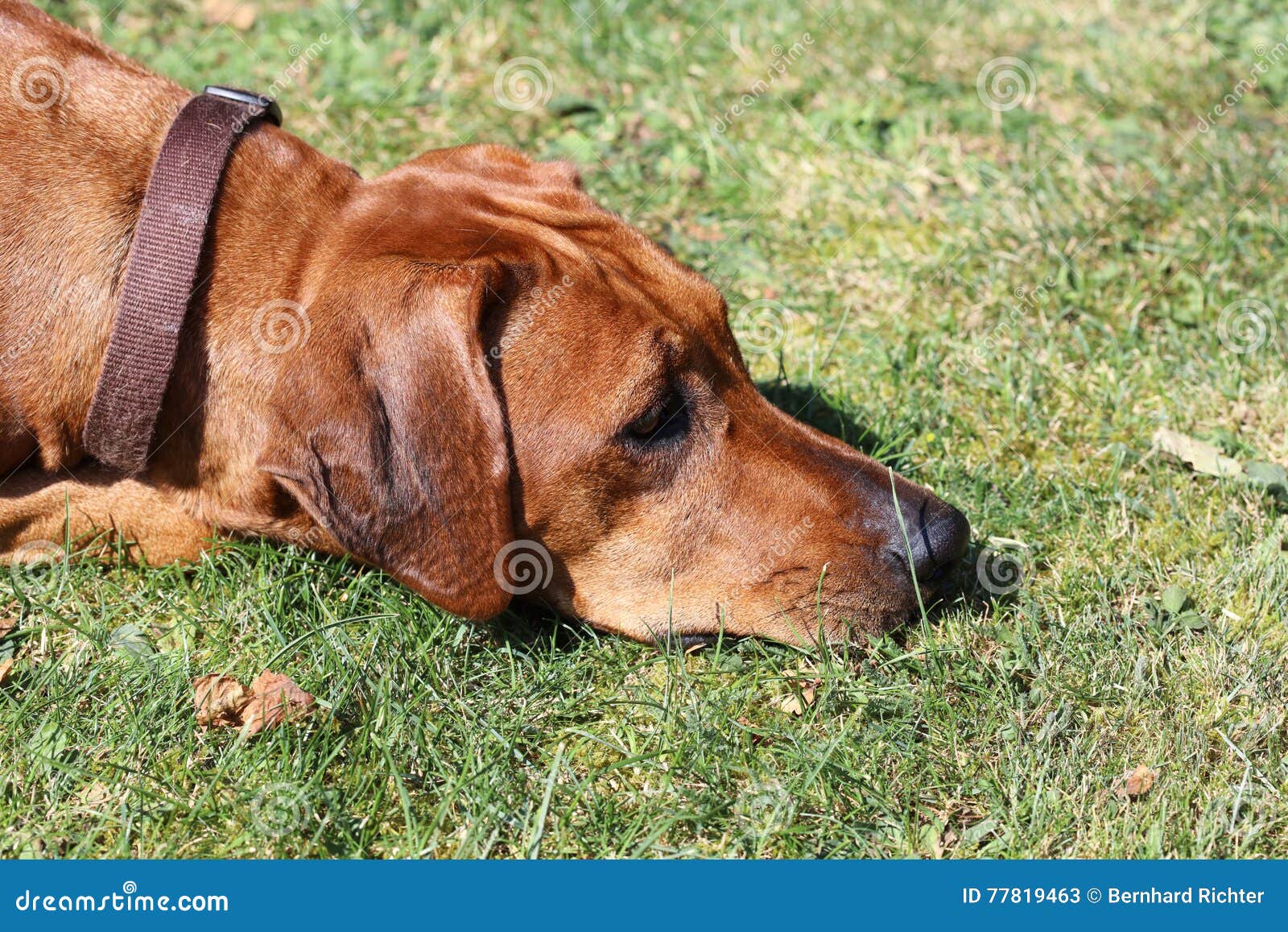 Big Rhodesian Ridgeback stock image. Image of mammal - 77819463