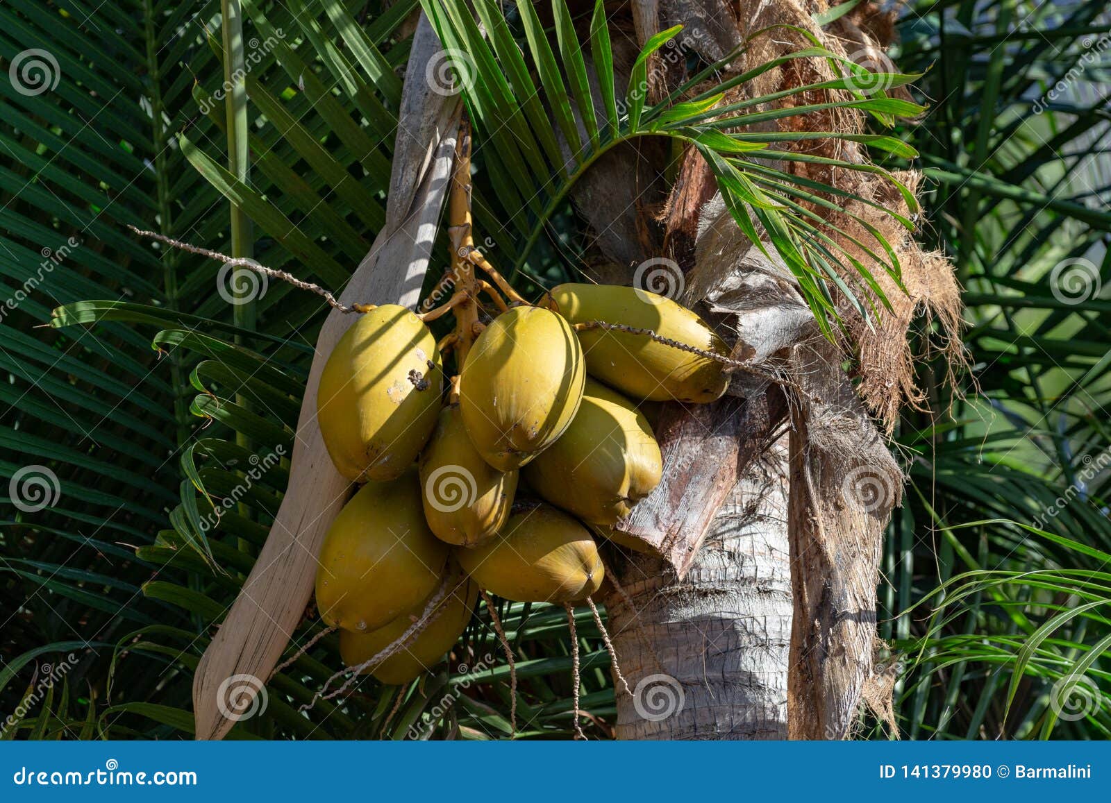 Big Ripe Coconuts Hanging on Coconut Palm Tree Close Up Stock Photo ... Big Ripe Coconuts Hanging on Coconut Palm Tree Close Up Stock Photo ...